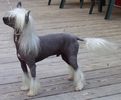 Chinese Crested puppies for sale - Chinese Crested breeders