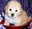 Shih-poo puppies for sale - Shih-poo breeders