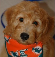 Goldendoodle puppies for sale - Goldendoodle breeders