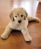 Goldendoodle puppies for sale - Goldendoodle breeders