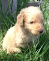 Goldendoodle puppies for sale - Goldendoodle breeders